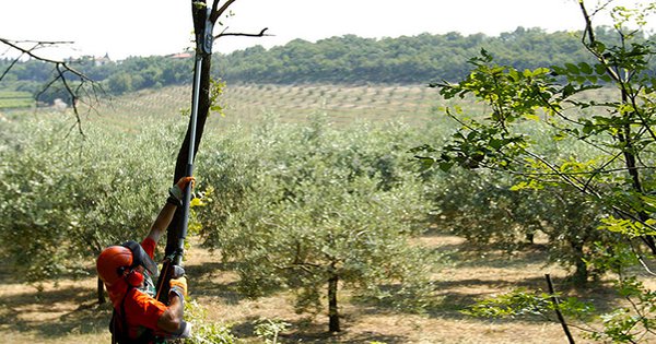 Pruning trees - Oleo-Mac